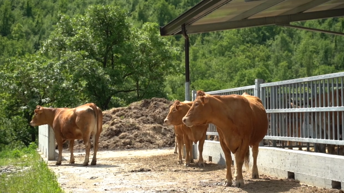 Un'allegra fattoria con 500mila mucche, pecore e maiali | Attualità TOSCANA
