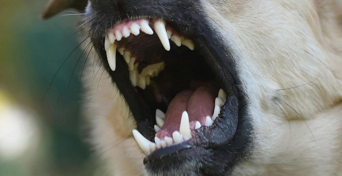 Aggredita da tre cani mentre passeggia, è grave | Cronaca ORCIANO PISANO