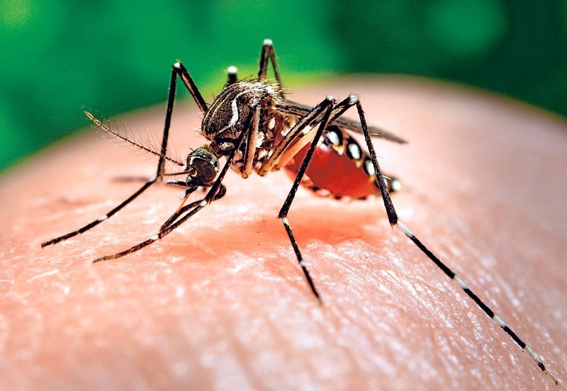 Caso di virus Zika, scatta la disinfestazione | Attualità AREZZO